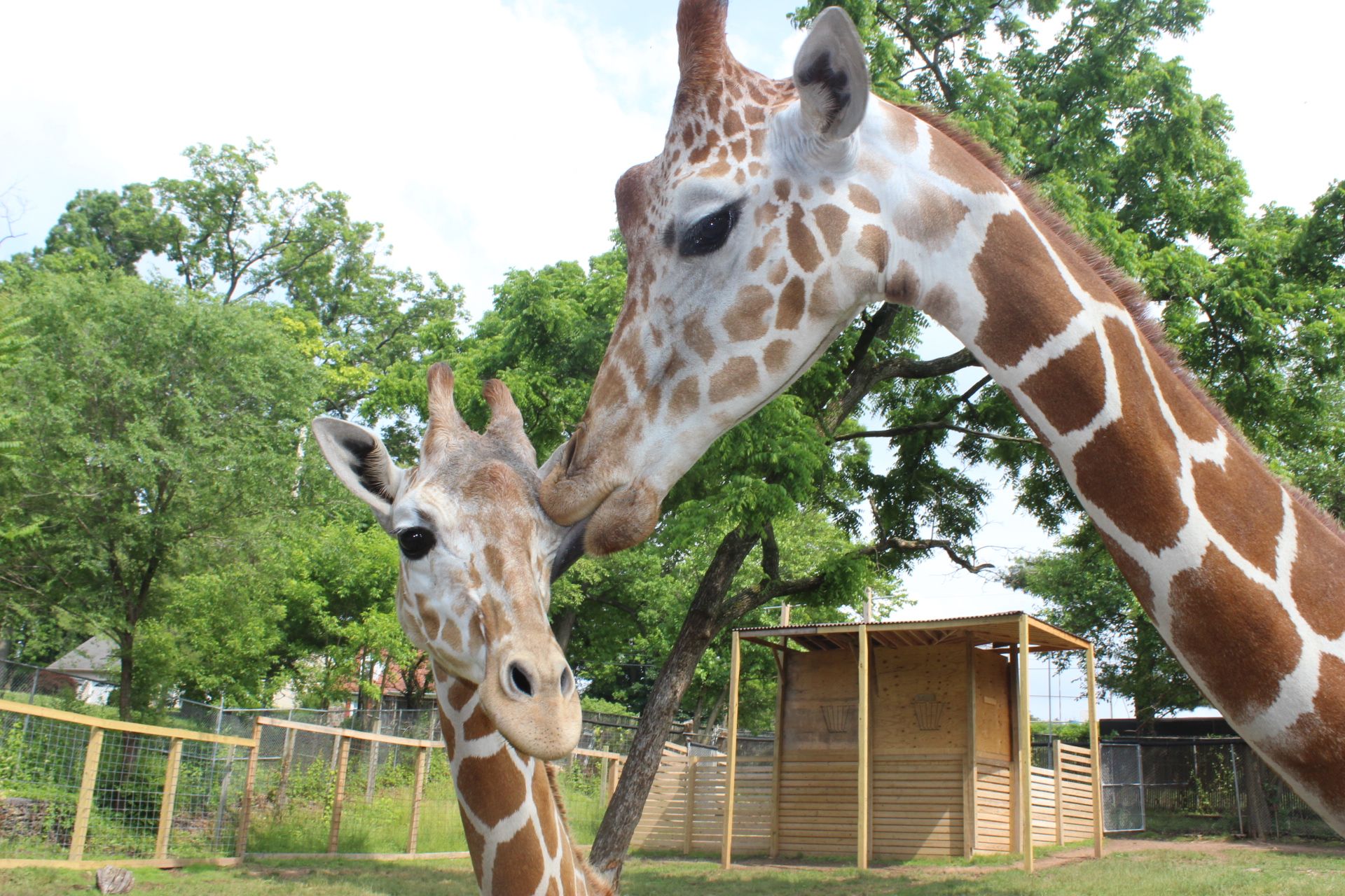 Watch Live Cams at Local Zoos And Across the Country - Metrokids