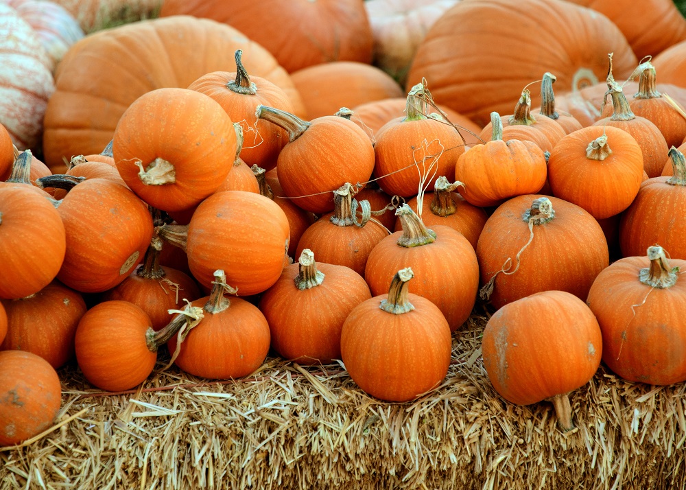 Celebrate National Pumpkin Day - Metrokids